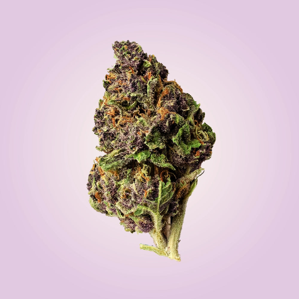 THCA Flower: Premium Economy for Daily Flyers – URB